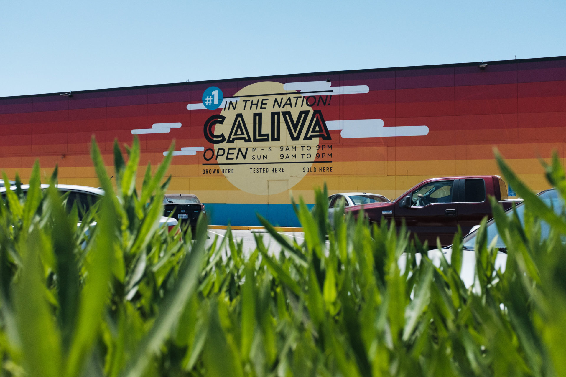 Jay-Z : le rappeur sur la légalisation du cannabis avec Caliva